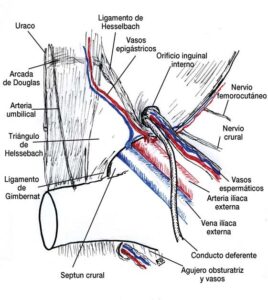 Direct and Indirect Inguinal Hernia: An Anatomical Guide